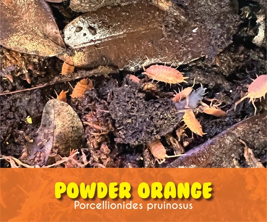 Powder Orange Isopods | Porcellionides Pruinosus by Creature Farm