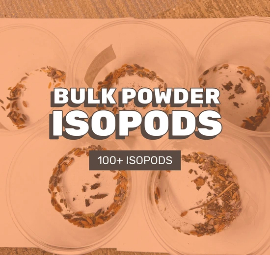 BULK CUP 100+ Powdered Isopods | Multi Colored & Patterned | GREAT ...