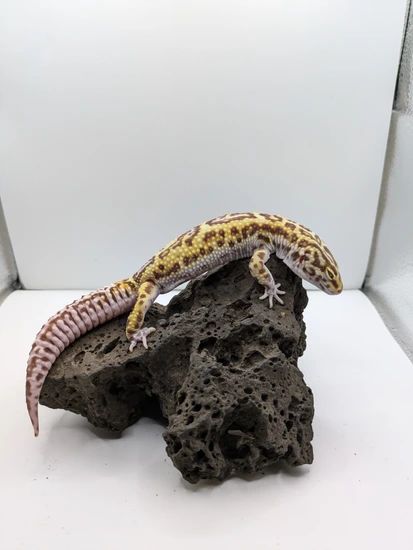 WY Mack Snow Bell Leopard Gecko by Arkansas Reptile Breeding Co