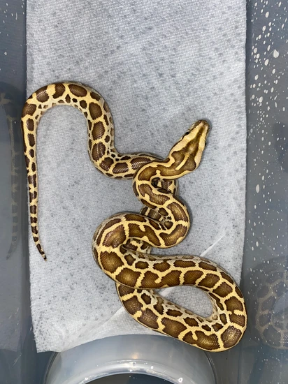 Hypo Het Labyrinth Het Granite Het Albino Burmese Python by JYP Pet ...