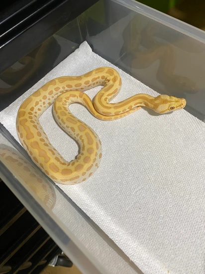 Pearl Het Labyrinth Het Granite Ph Patternless Burmese Python by JYP ...