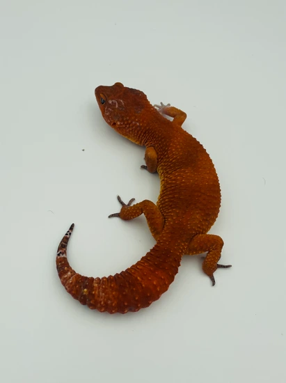 Mandarin Tangerine (South Korean Import) Leopard Gecko by JZ's Tangerines