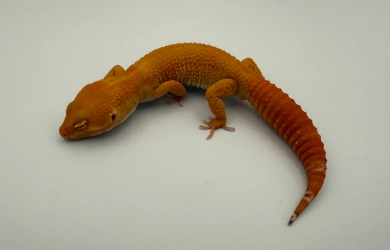 Red Devil (South Korean Import) Leopard Gecko by JZ's Tangerines