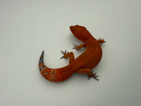 Mandarin (Korean Lineage) Leopard Gecko by JZ's Tangerines