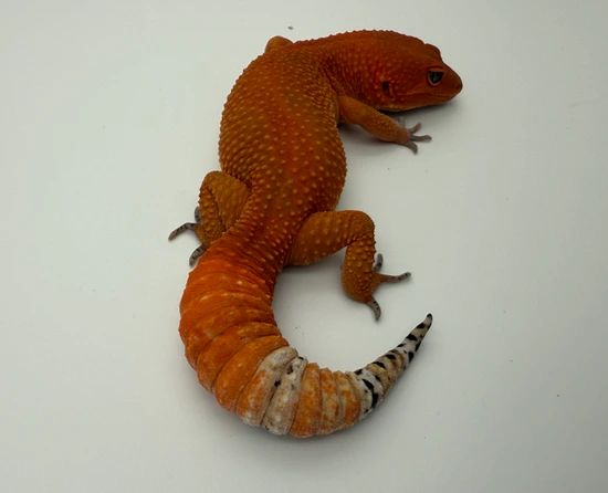 Mandarin (Korean Lineage) Leopard Gecko by JZ's Tangerines