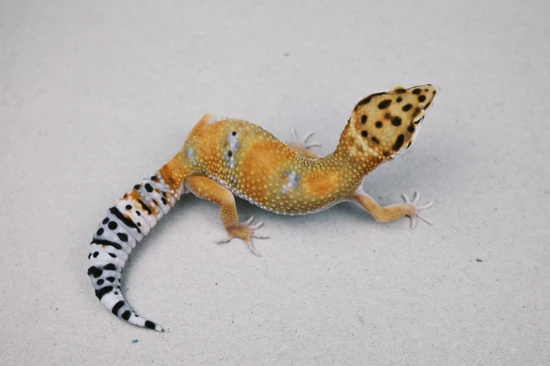 Tangerine Leopard Gecko by K-RAD Reptiles