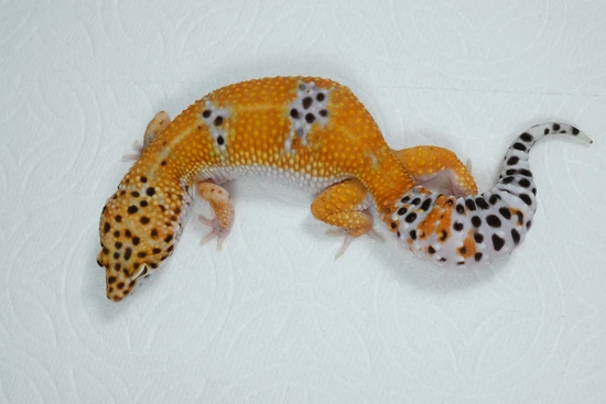 Purple Head Leopard Gecko by K-RAD Reptiles