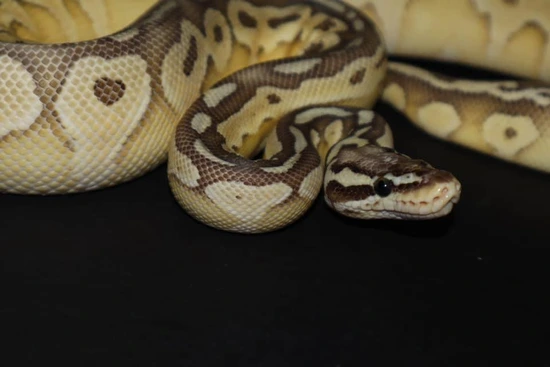 Super Pastel Leopard Lesser Ball Python by Lumina Pythons
