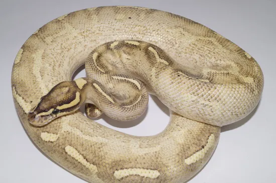 Enchi Mojave Freeway 66% Het Clown Ball Python by KB-Snakes