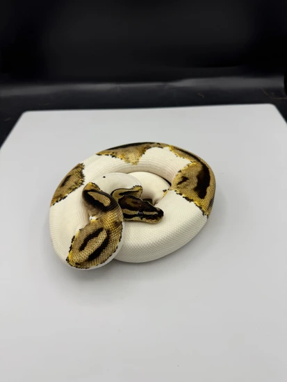 Pied 50% Het Ghost Ball Python by Utah shed hunter
