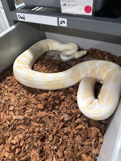 Albino Ball Python by Utah shed hunter