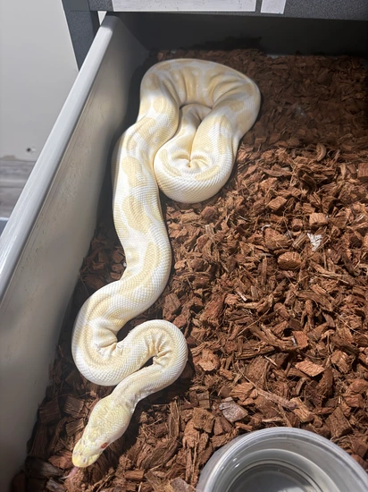 Albino Ball Python by Utah shed hunter