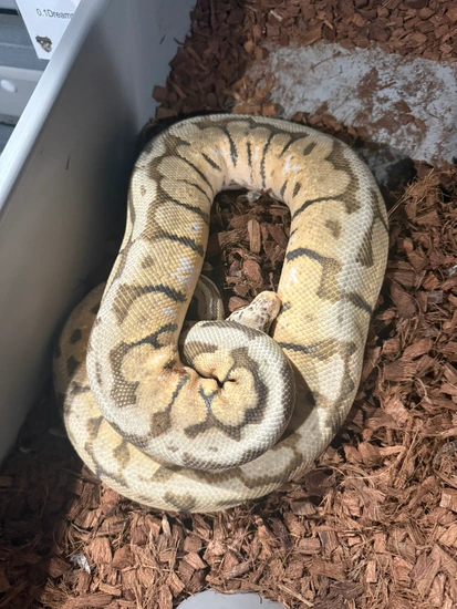 Killer Bee Ball Python by Utah shed hunter