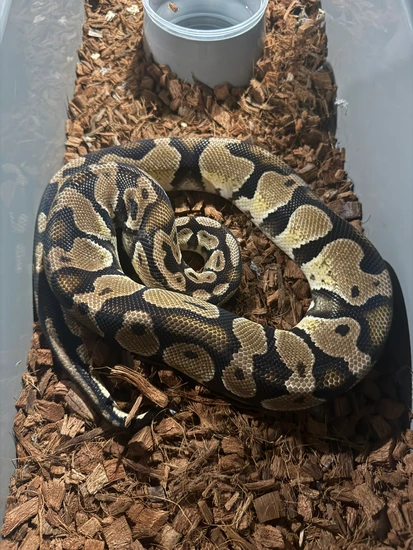 Pastel Ball Python by Utah shed hunter