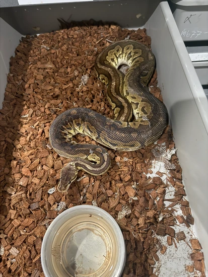Pewter Ball Python by Utah shed hunter