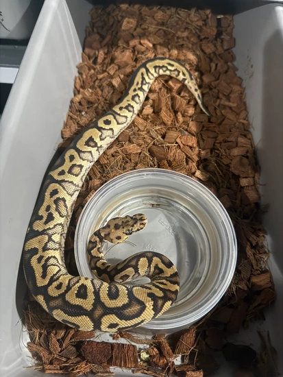 YB Spotnose Clown Ball Python by Utah shed hunter