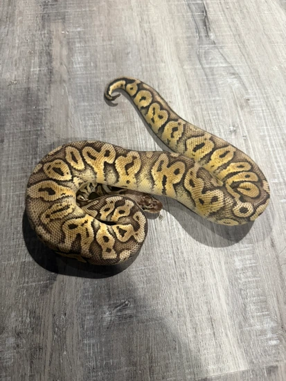 Super Pastel Het Clown Ball Python by Utah shed hunter