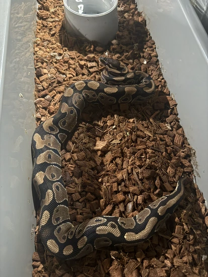 Het Candy/Albino Ball Python by Utah shed hunter