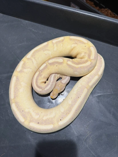 Banana Super Gravel Ball Python by Utah shed hunter