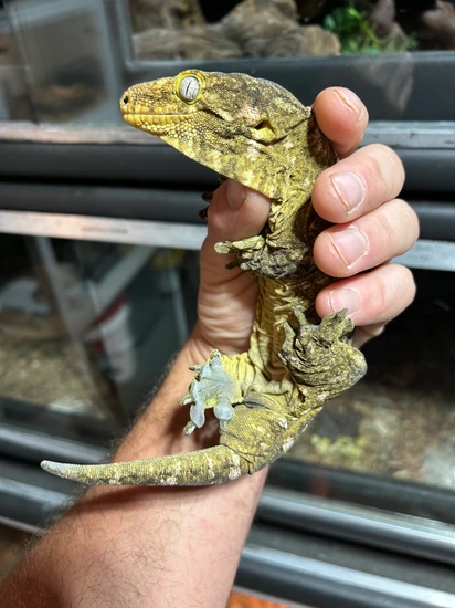 PINK GTx 2 Leachianus Gecko by Cody exotic