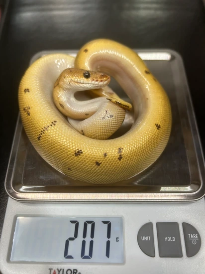 Pinstripe Clown Ball Python by Cody exotic