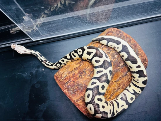 Pastel Harlequin Leo DG Pair Ball Python by HK’S Sexy Serpents