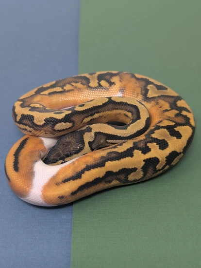Piebald 66% Het Lavender Albino Ball Python by Critter Addiction LLC