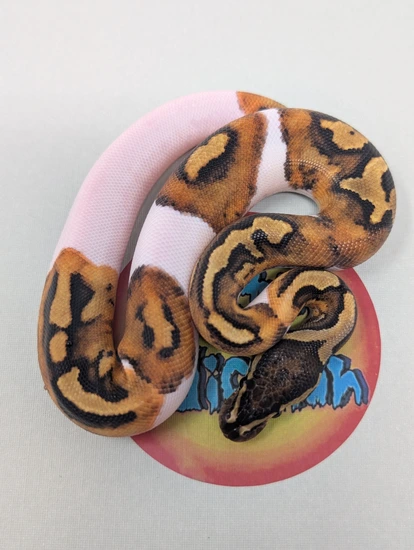 Piebald 66% Het Lavender Albino Ball Python by Critter Addiction LLC