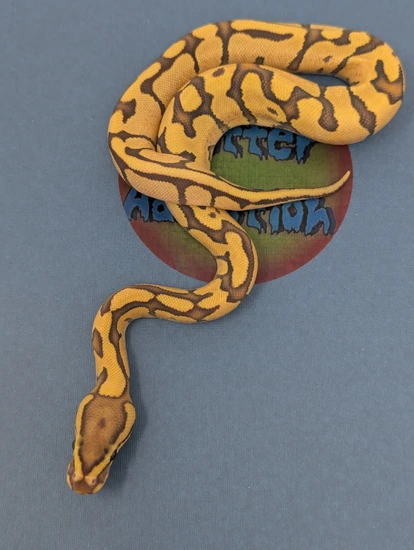 Enchi, Fire, Spark, Hypo Ball Python by Critter Addiction LLC