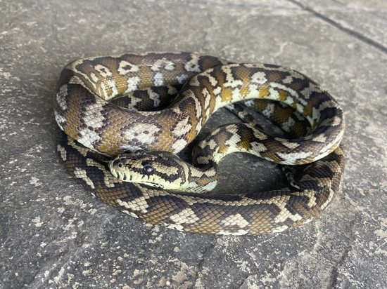 Adult Male 100% Double Het Axanthic & Granite, Papuan Carpet Python ...