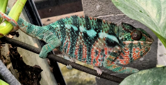 Meet Mr. Baloo, 🩵 Such A Cutie 6 1/2 Months Old 🔥 Panther Chameleon by ...