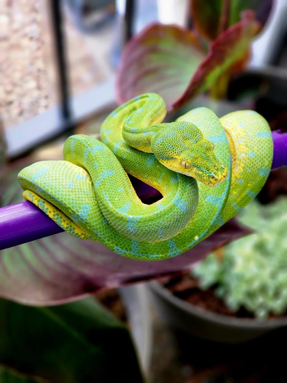 Clean Uscbb Manokwari Green Tree Python by Laramie River Reptiles LLC