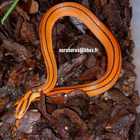 Coxi Unrelated Trio Bamboo Rat Snake by Gargouilles