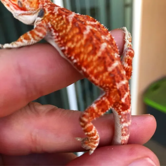 Nipped Special Het Trans Central Bearded Dragon by Genetic Dragon Factory