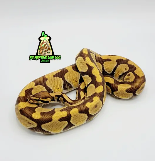 Enchi Monarch PB Ball Python by KC Live Innovation