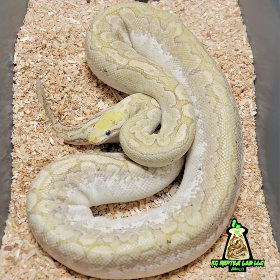 Super Lemon Pastel Bamboo HRA Het Pied Ball Python by KC Live Innovation
