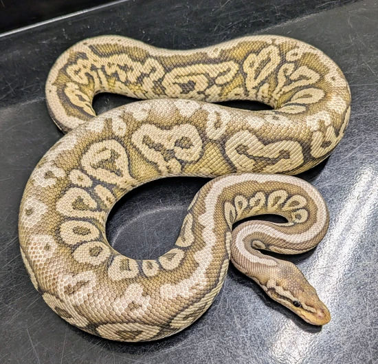 Spotnose Black Pastel Super Pastel DH Monarch Hypo (PB) Ball Python by KC Live Innovation