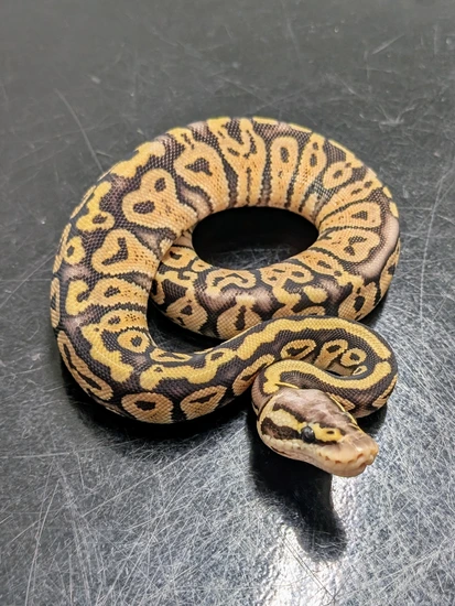 Spotnose Super Lemon Pastel Het Clown Ball Python by KC Live Innovation