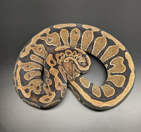 Hydra 50 % Het Clown (PB) Ball Python by KC Live Innovation