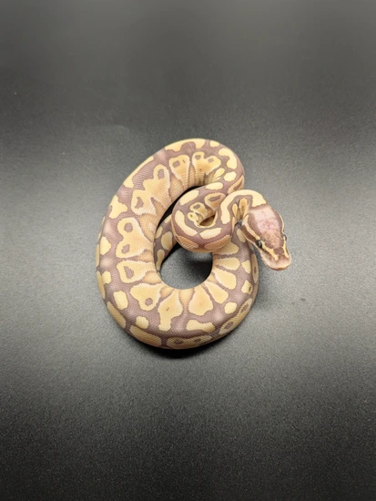 Monarch Pastel Lesser Het Desert Ghost Pos Het Hypo Ball Python by KC ...