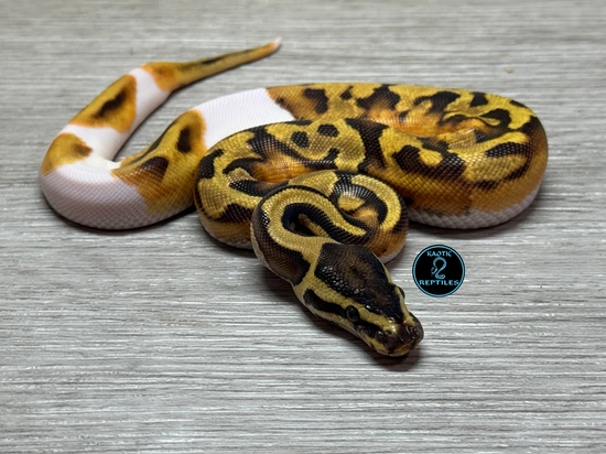 Enchi Pied Ball Python by Kaotic Reptiles