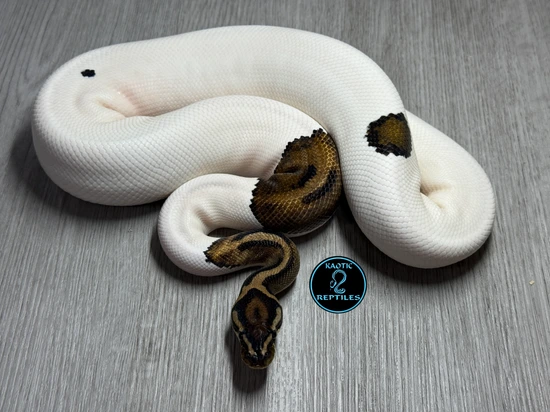 Mahogany Pied Ball Python by Kaotic Reptiles