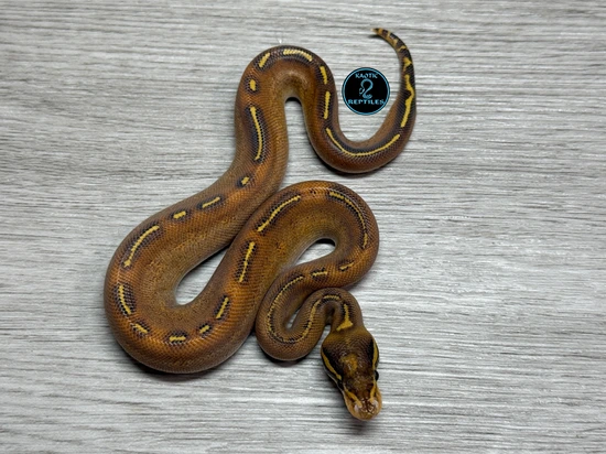 GHI Freeway Ball Python by Kaotic Reptiles