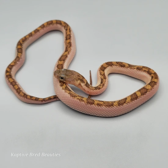 2024 Whiteside(Small Tail Kink) Western Rat Snake by Kaptive Bred Beauties