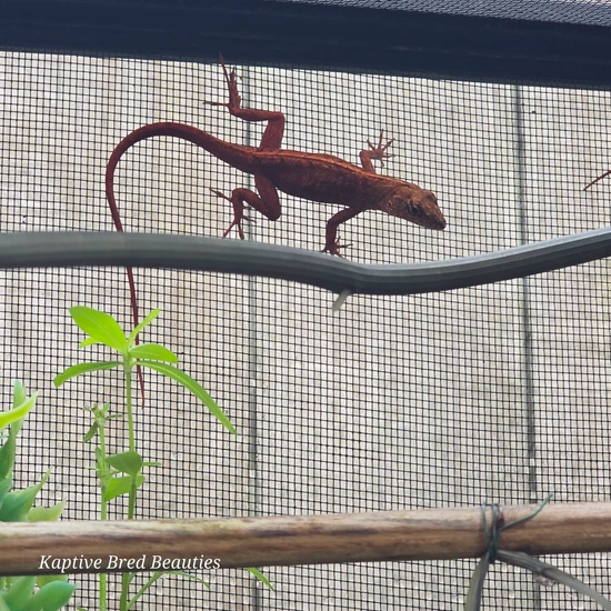 2024 1.1 Unrelated Pair Red Anolis Sagrei Anole by Kaptive Bred Beauties