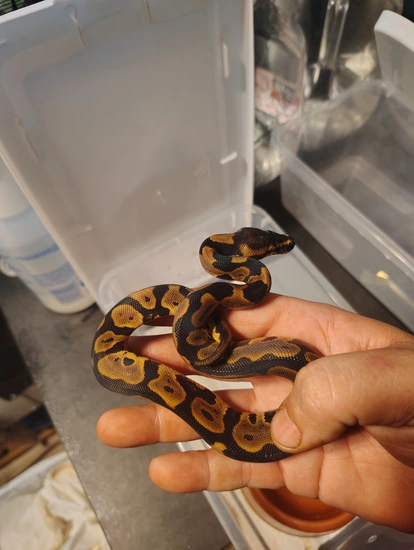 Leopard Ball Python by Brown balls and more