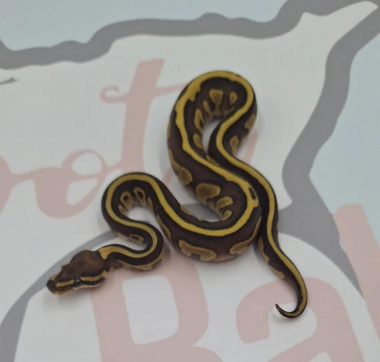 ♂ Leopard Butter 50% Clown Boy Baby W Ball Python by SotaBalls