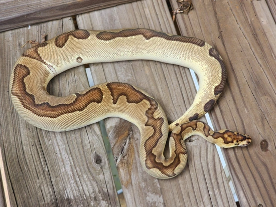 Enchi Orange Dream Clown Ball Python by Rare Spawn Reptiles LLC