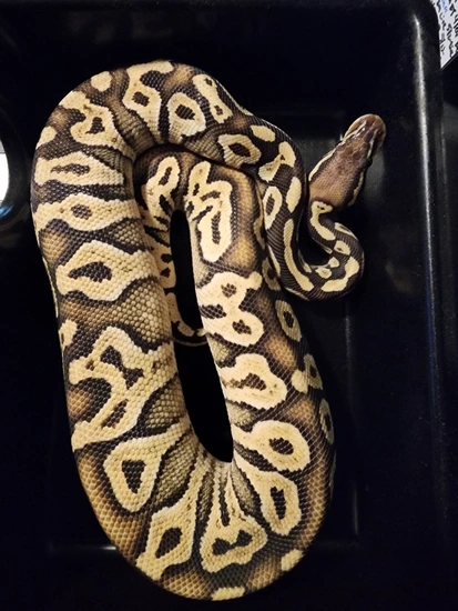 "Bubba" Pastave Ball Python by Slither & Trace: Hometown Reptile Boutique