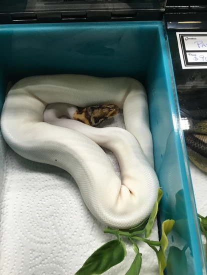 Special Enchi Pied +? Ball Python by High St. Exotics